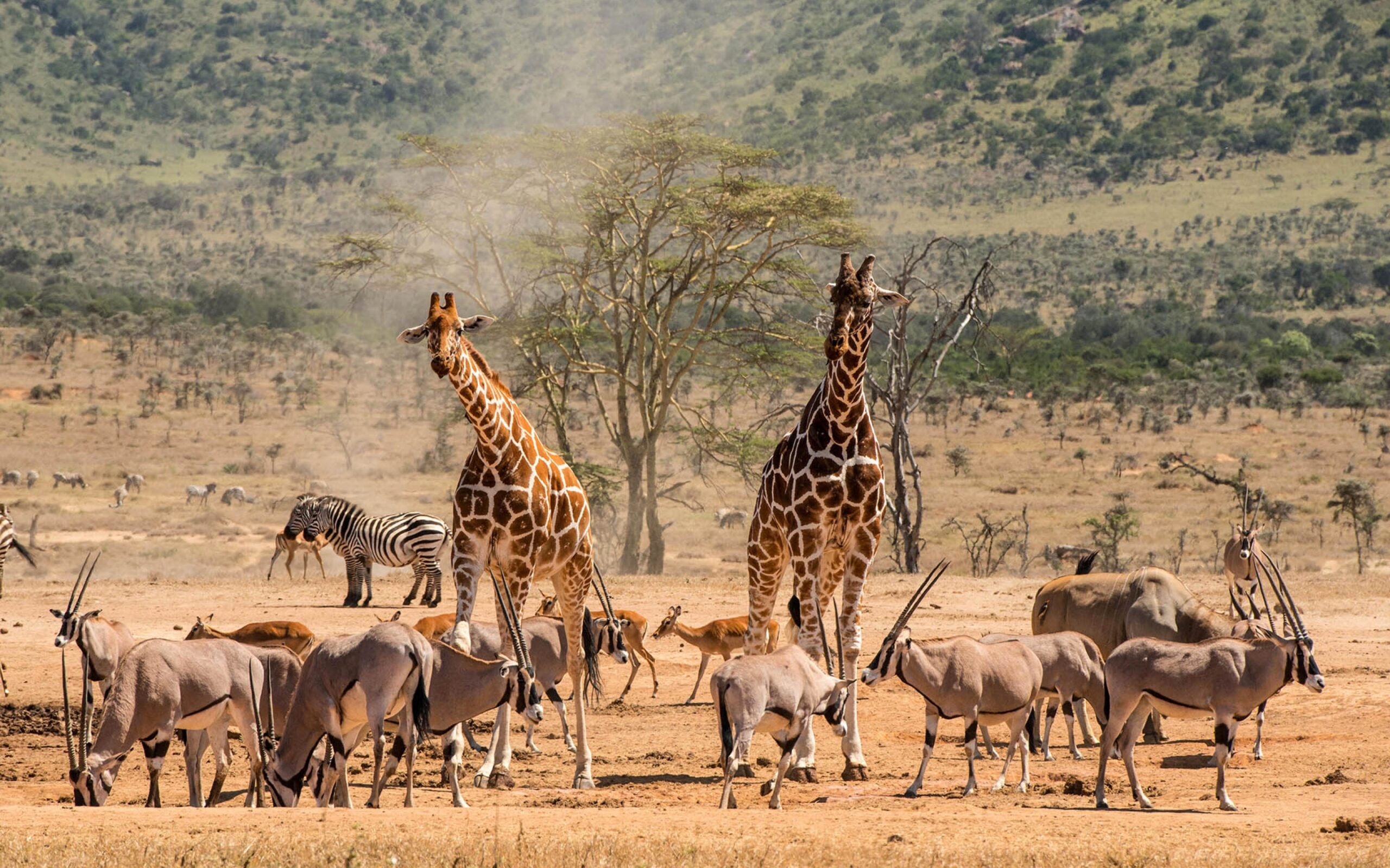 Safari Planning 101: 7 Important Considerations for a Memorable Trip ... Safari Planning 101: 7 Important Considerations for a Memorable Trip ...